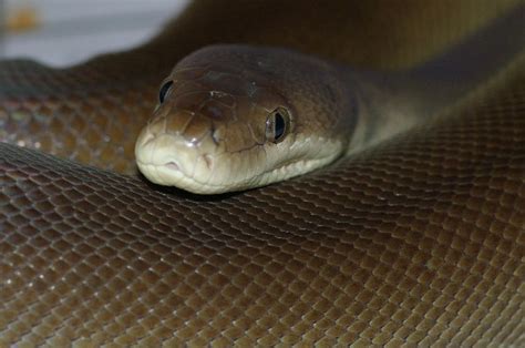 Aussie Reptiles Pythons