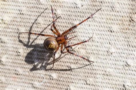 UK Spiders That Can Bite Revealed By Expert Five Ways To Keep Them Out Of Your Home Daily Record
