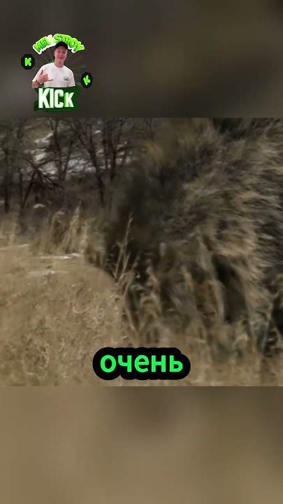 Носорог оказался быстрее Shorts Bbc вмиреживотных животные