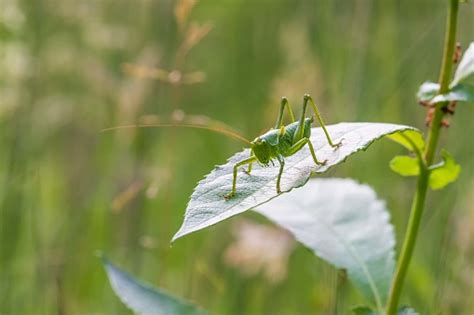녹색 메뚜기 잔디 잎에 앉아있는 Tettigonia Viridissima 메뚜기는 긴 촉수를 가지고 있습니다 배경은 사진 기술에