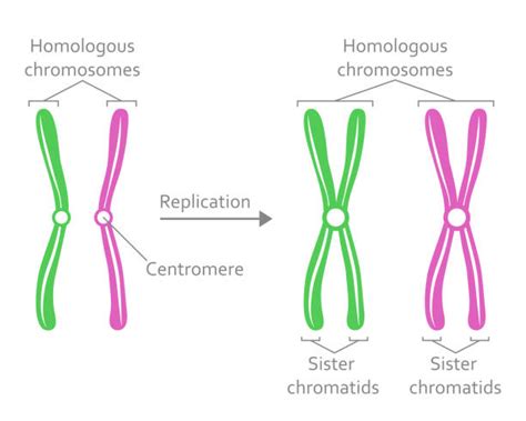Royalty Free Mitosis Clip Art Vector Images And Illustrations Istock