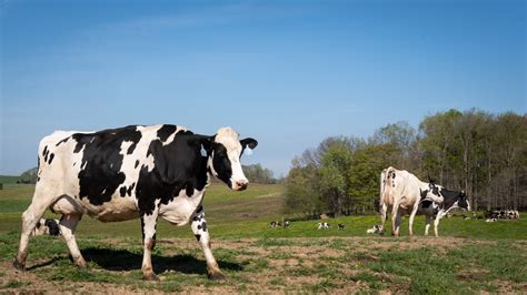 Prairie Farms Dairy
