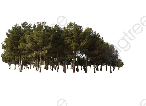 Forest Png 10 Free Cliparts Download Images On Clipground 2024