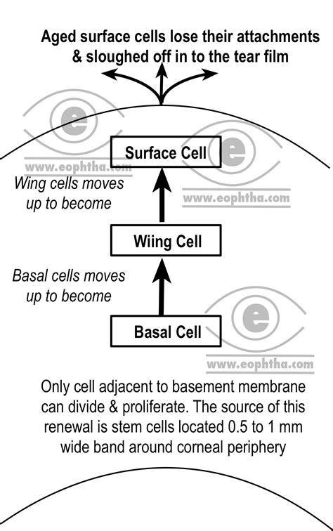 Anatomy Of Cornea