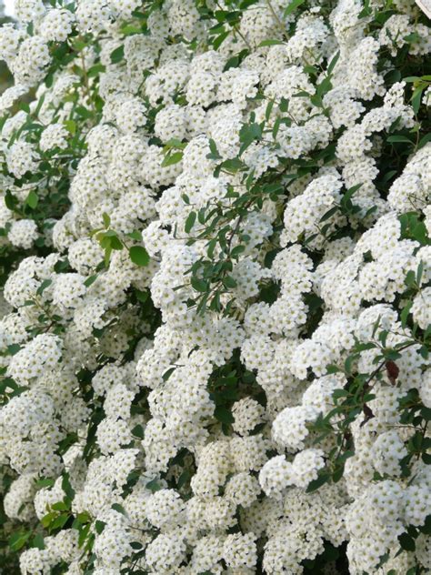 Spiraea X vanhouttei - Спирея майски сняг