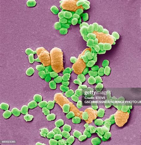 Rod Shaped Bacteria Microscope Photos And Premium High Res Pictures