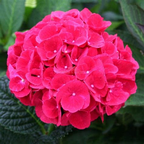 Buy Hybrid Hydrangea Flowering Plants Red Online India