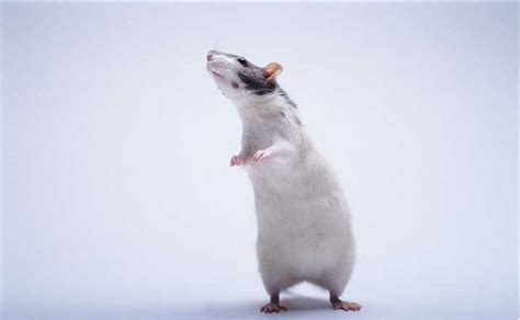 Transgenic Mouse Genecopoeia™