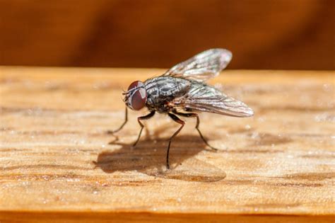 Maior fazenda de proteínas de insetos do mundo sinaliza futuro do setor