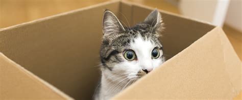Stressed Cat Check Out These 7 Ways To Manage Cat Anxiety