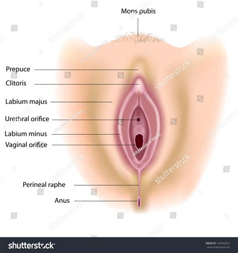 Labeling The Sex Parts Cam Sex Video