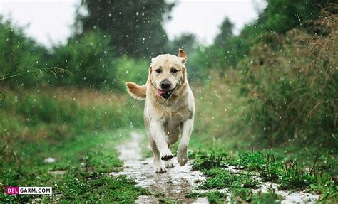 40 عکس آرامش بخش هوای بارانی با کیفیت بالا