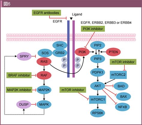 図6 第3回 大腸癌のバイオマーカー｜gi Pedia｜消化器癌治療の広場 Gi Cancer Net