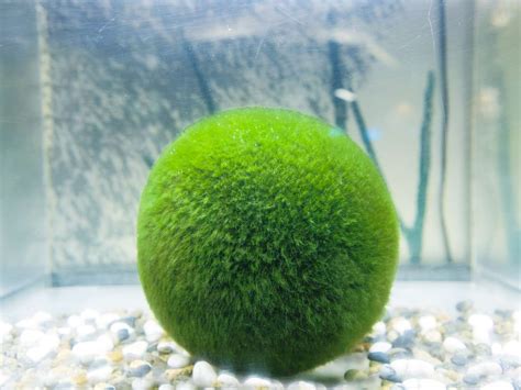 Marimo Loài Tảo Kỳ Lạ Báu Vật Của Nhật Bản