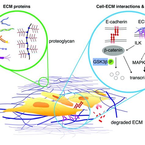 Interstitial Matrix Proteins And The Basement Membrane Proteins Are