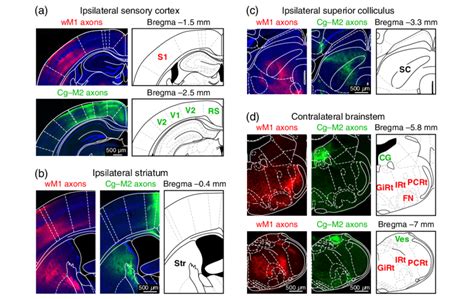 Axonal Projections From Cg M2 And Wm1 To Sensory Cortex Striatum