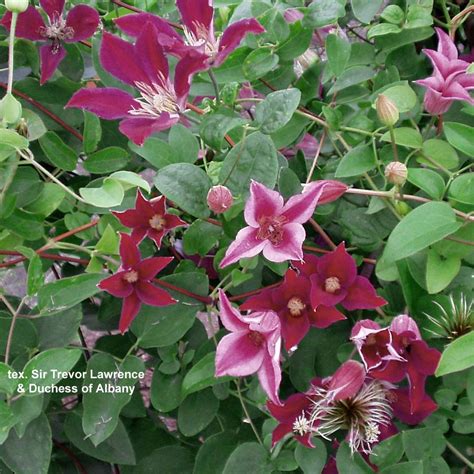 Clematis Texensis Sir Trevor Lawrence Clematis Westphal