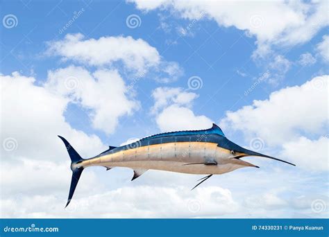 Marlin Swordfish Sailfish Saltwater Fish Istiophorus On Sky B Stock Image Image Of Wildlife