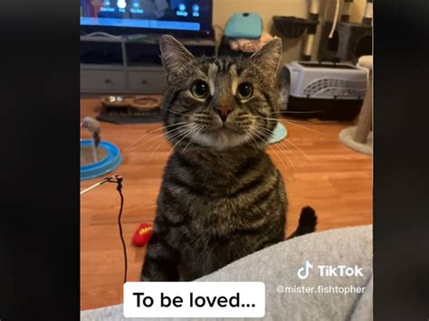 Carita triste así conquistó a las redes este gatito