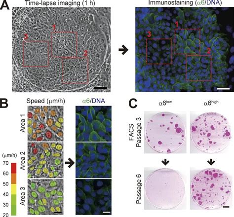 Expression Of α6 Integrin Is Associated With Both Locomotive And Download Scientific Diagram