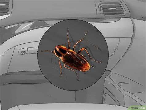 How To Get Rid Of Roaches In Your Car 10 Effective Methods