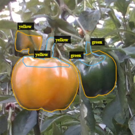 Sweet Pepper And Peduncle Segmentation Kaggle