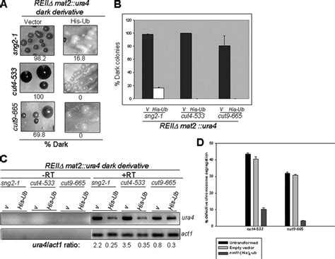 Suppression Of Silencing Defect In Apc Mutants By Overexpression Of