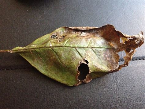Magnolia Problems — Bbc Gardeners World Magazine