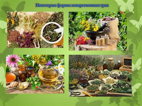 Фитотерапия - презентация онлайн