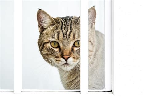 Page 39 Peek Cat Images Free Download On Freepik