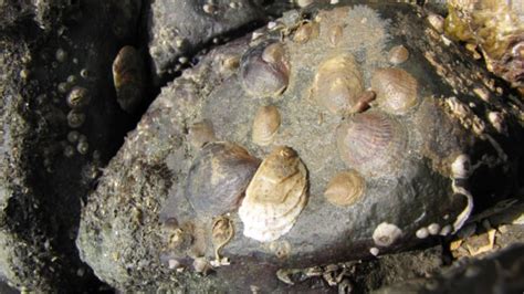 This Snail S Sex Change Is Triggered By Touch