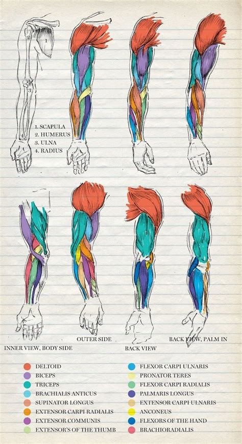 Human Anatomy Art Human Anatomy And Physiology Anatomy Drawing Arm