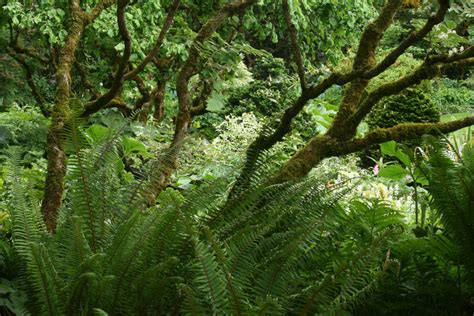 Polystichum Munitum Hardy Fern Foundation