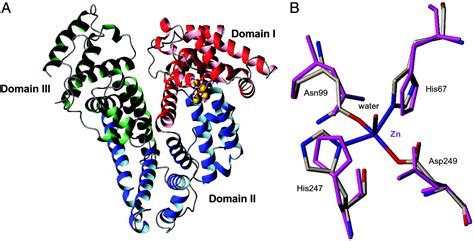 Interdomain Zinc Site On Human Albumin PNAS