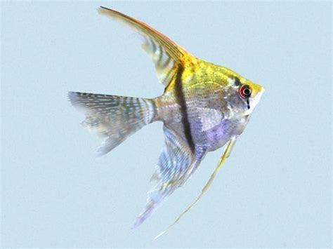 3d Model Pterophyllum Scalare