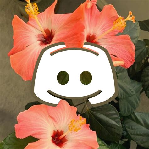 Discord Spring App Flower App Cute App