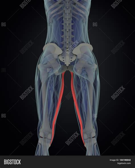 Gracilis Muscle Image And Photo Free Trial Bigstock