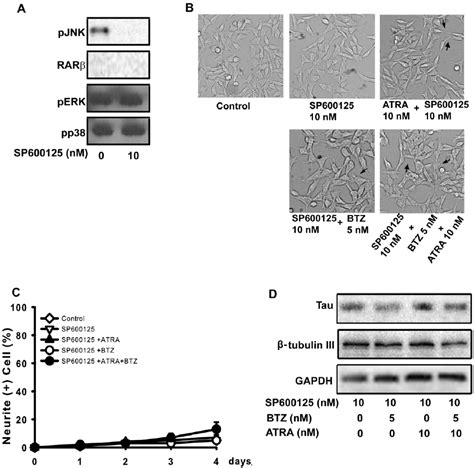 Jnk Is Involved In The Enhancement Of Atra Induced Differentiation Of