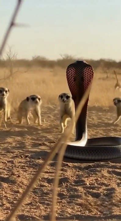 Meerkats Swarm Around The Cobra Youtube