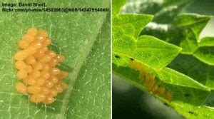 Ladybug Life Cycle Eggs Larvae Pupae Adult With Pictures Identification Guide