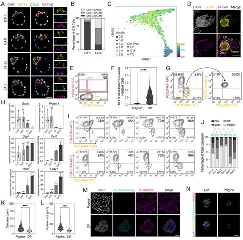 The Primitive Endoderm Supports Lineage Plasticity To Enable Regulative Development Cell