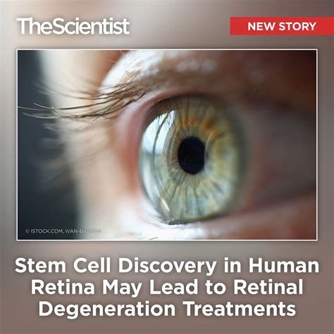 The Scientist For Decades Scientists Have Been Hunting For Retinal Stem Cells In Humans In A