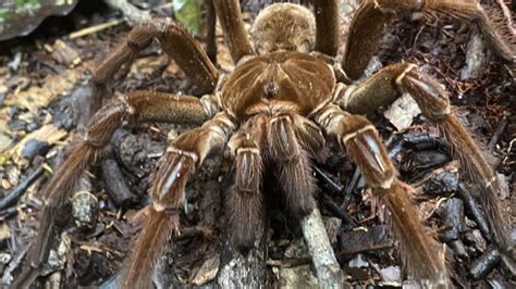 Meet The Goliath Bird Eater R Spiders