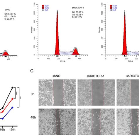Rictor Knockdown Inhibits The Growth Of Hela Cell A Cell Cycle