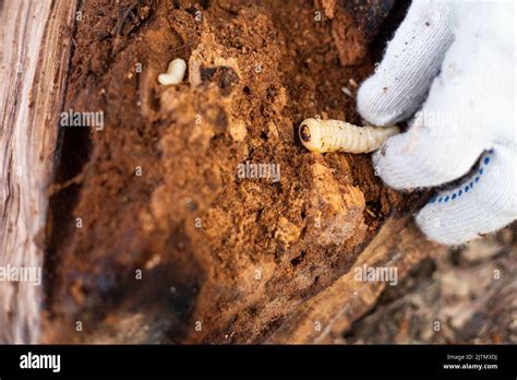 What Is A Weevil And How Did It Get In My Food 49 Off