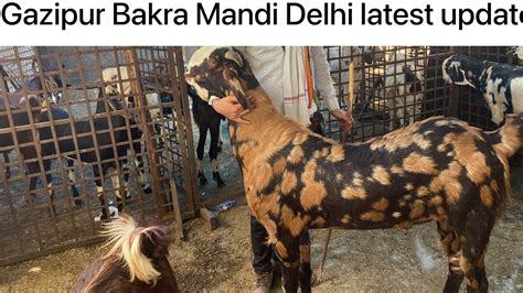 Gazipur Bakra Mandi Delhi Latest Update 10062023 Dhobi Ghat Bakra