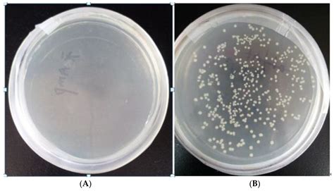 Biosynthesis Of Glucaric Acid By Recombinant Strain Of Escherichia Coli Expressing Two Different