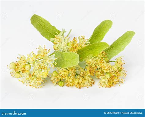 Hojas De Lienzo Y Flores Aisladas En Blanco Foto De Archivo Imagen De