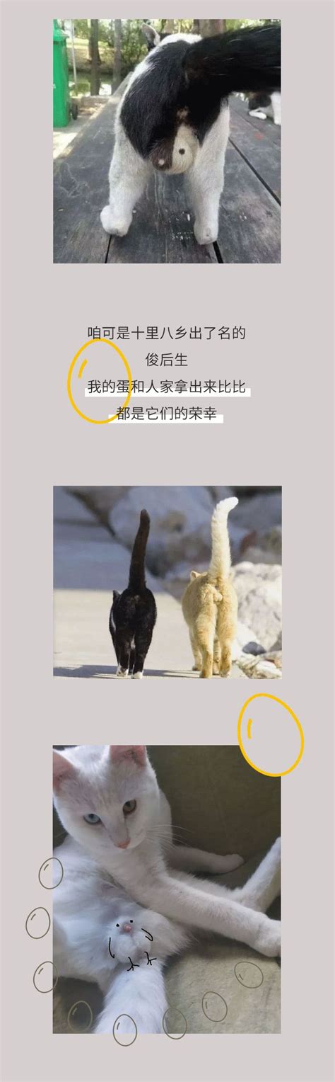 原来撸猫的最高境界是撸猫蛋？？？这么多年的猫白摸了？蛋蛋