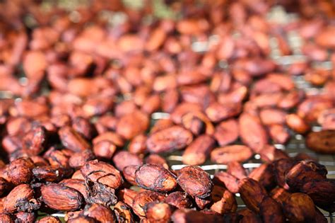 Latar Belakang Biji Kakao Kering Dan Kering Matahari Biji Kakao Mentah